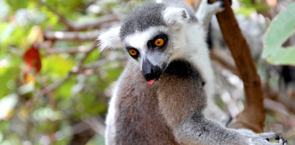 Ultimate Facts About Exotic Animals Trivia Quiz ProProfs Quiz ultimate-facts-about-exotic-animals-trivia-quiz-proprofs-quiz